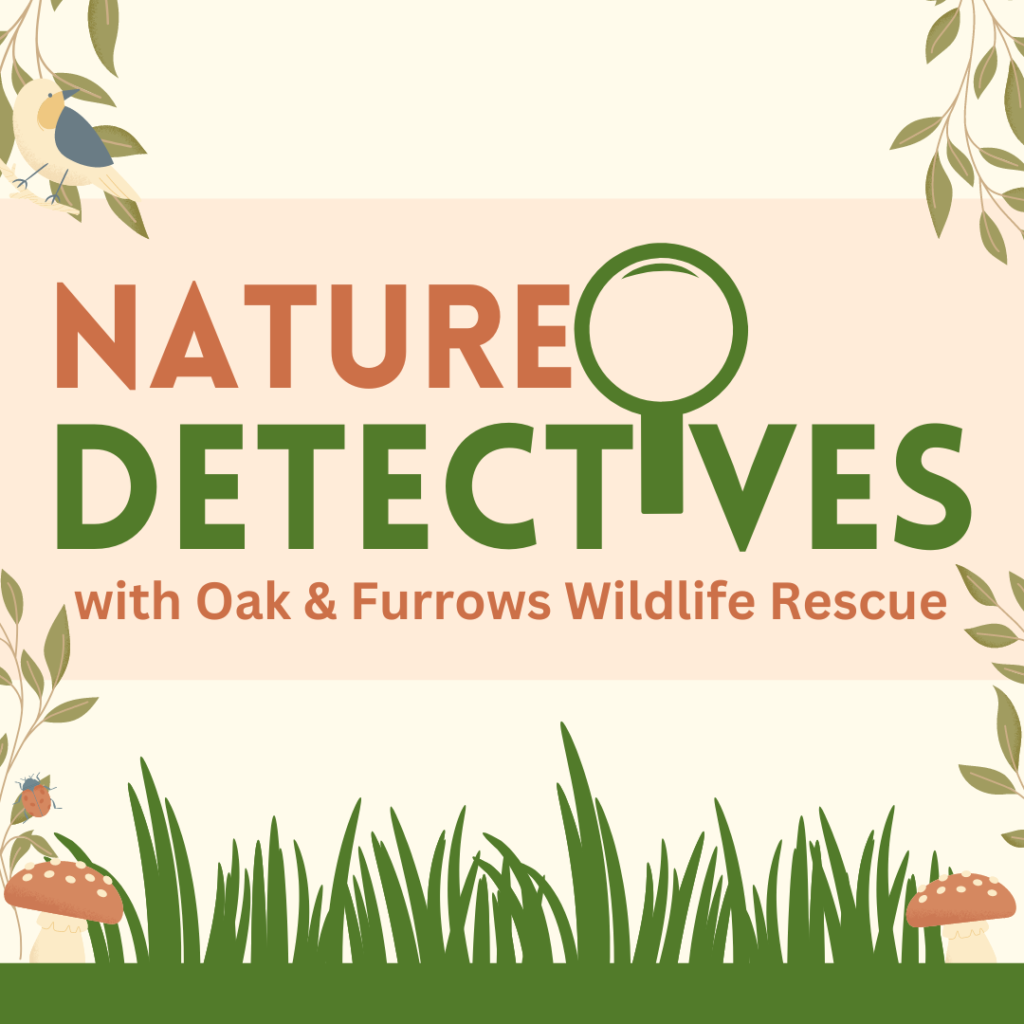 Nature Detectives – Hocus Pocus Play